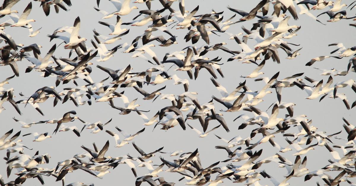 Migration Moon: Share a pipe ceremony and potluck | CMHR