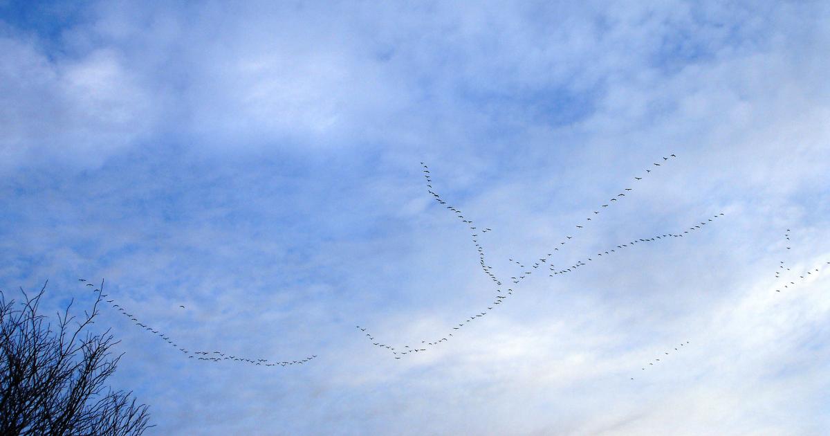 Sharing the Migration Moon | CMHR
