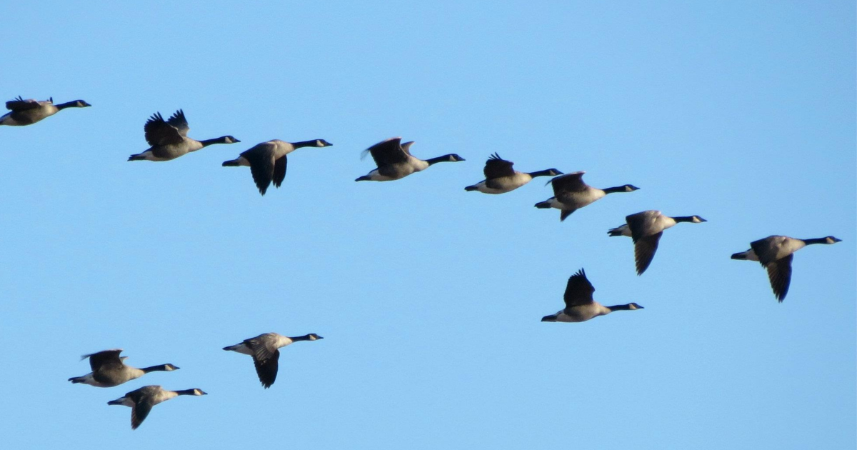 Sharing the Migration Moon with a Fan Down Ceremony and Potluck Feast ...
